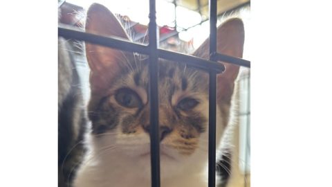 Urgent Help needed - Amie's Animals